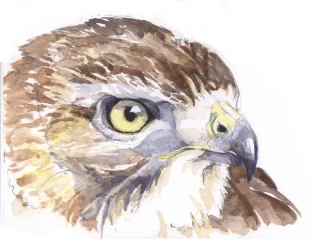 Raptor drawing, paint 'n' sip opens Gilley's winter session | Arts ...