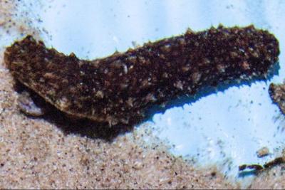 Sea cucumbers can eject internal organs | Columnists | mdislander.com