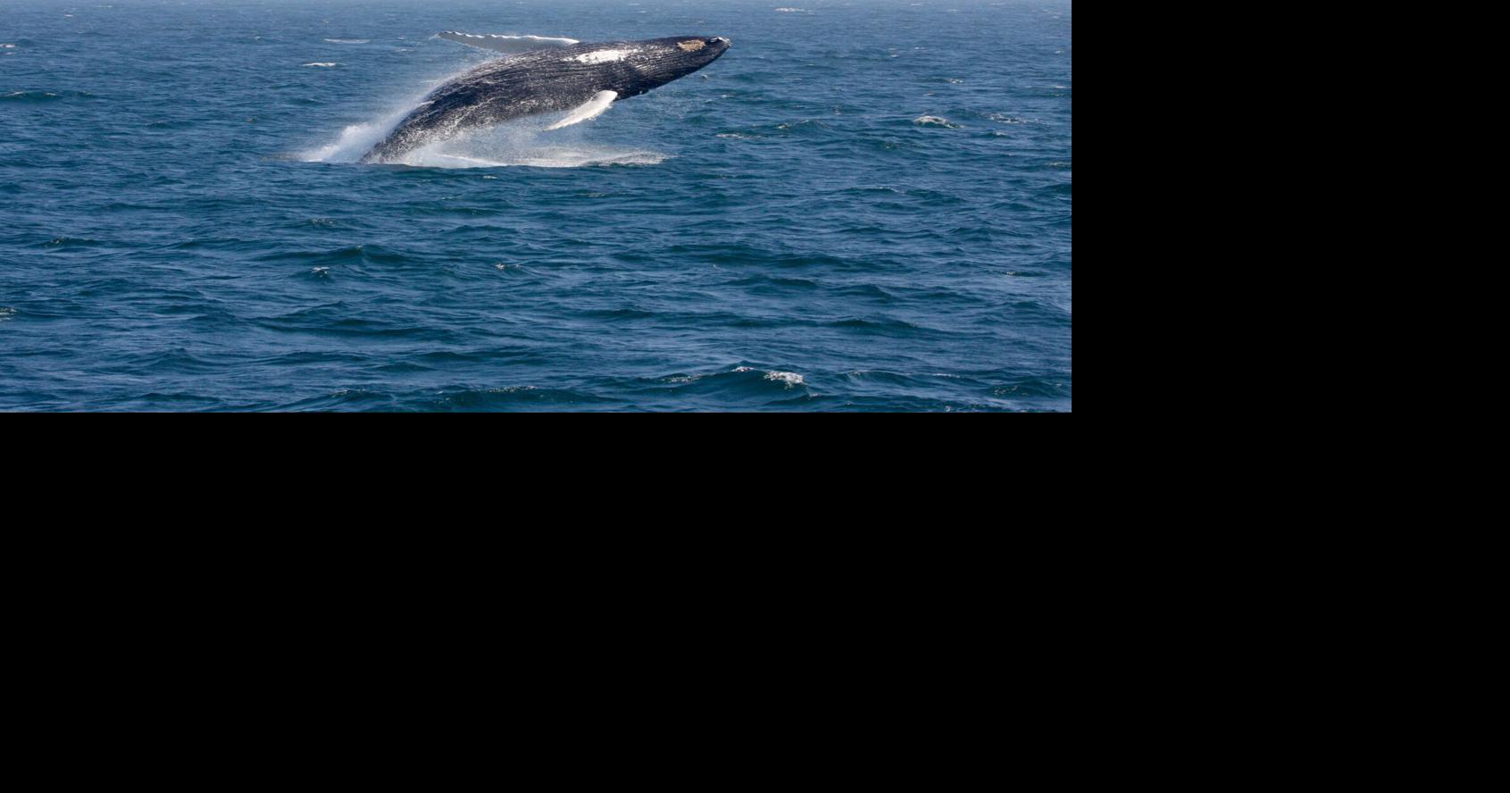 College of the Atlantic research highlights whale movement | Maritime ...