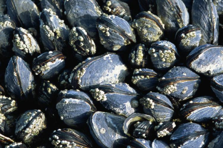 Mussel farm opponents lose appeal in court | News | mdislander.com