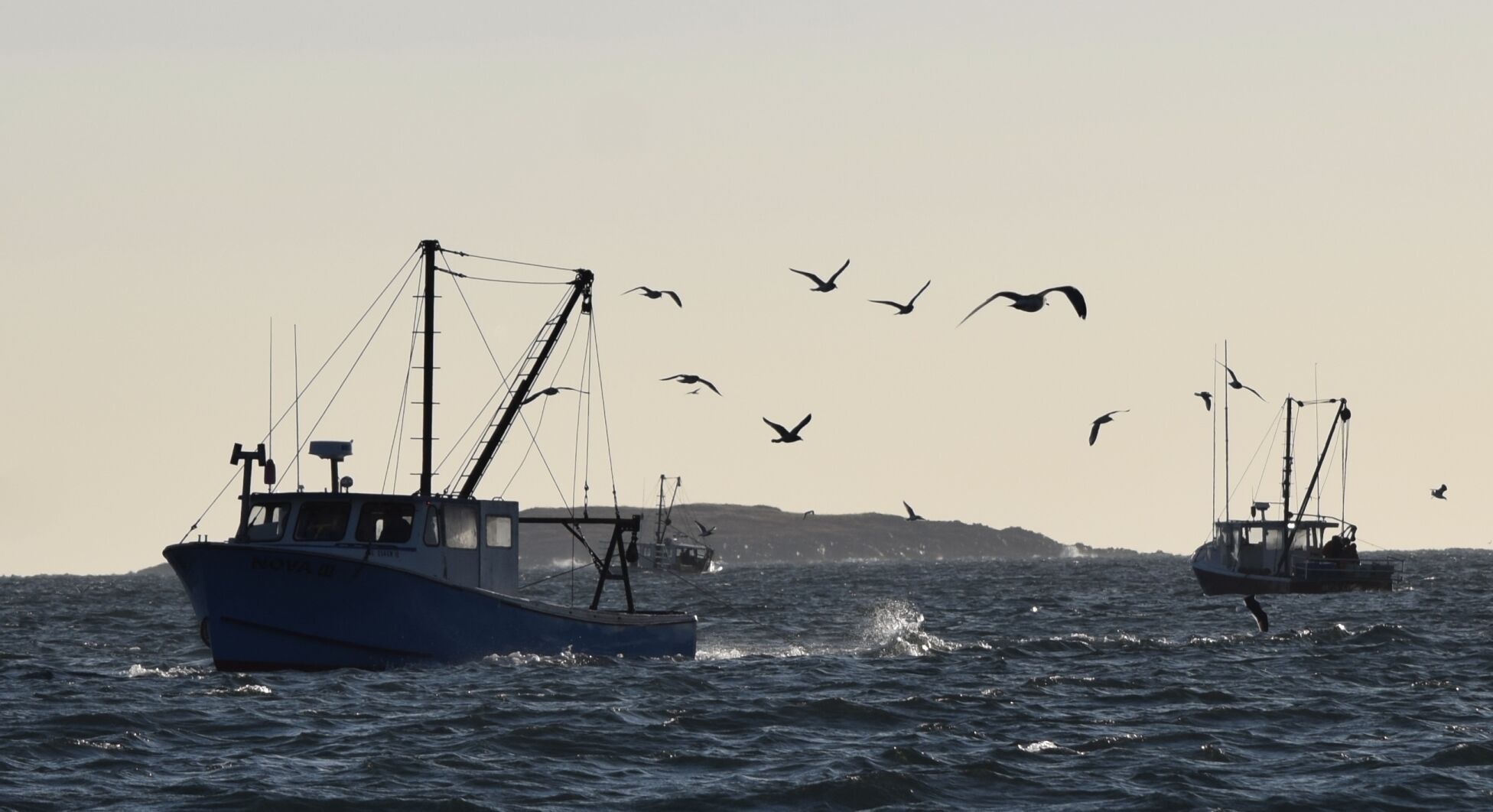 DMR releases 2025-2026 scallop season materials | Maritime | mdislander.com