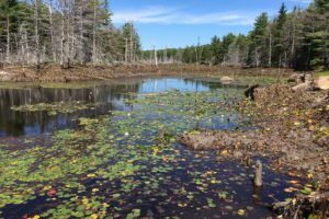 Beaver dam collapse causes rockslide | Environment | mdislander.com