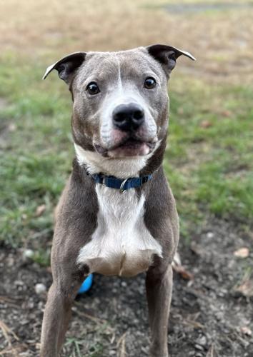 Pet of the Week: Xube | Lifestyle | mdislander.com