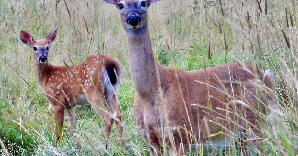 Pancoe Doe and Fawn | | mdislander.com