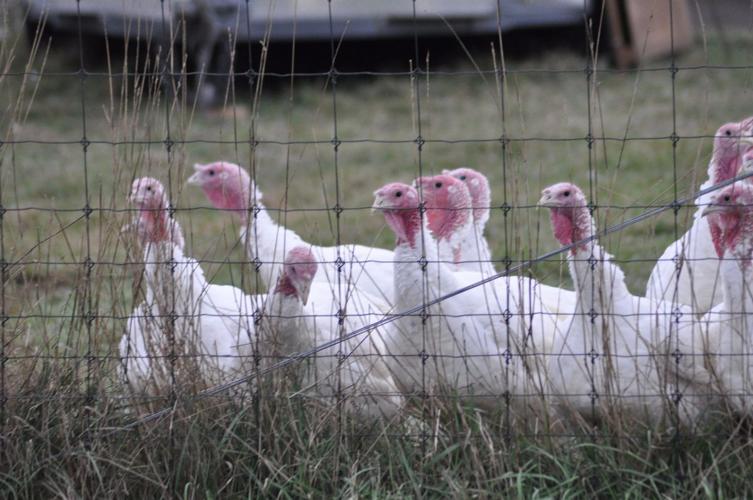 In pictures this week | News | mdislander.com