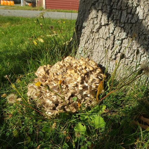 Go on a foraging adventure with Flora Funga Farms | Entertainment ...