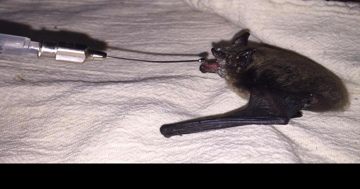 Help sought helping bats | Environment | mdislander.com