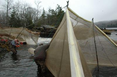 Controversial elver fishing bill killed in committee | News ...