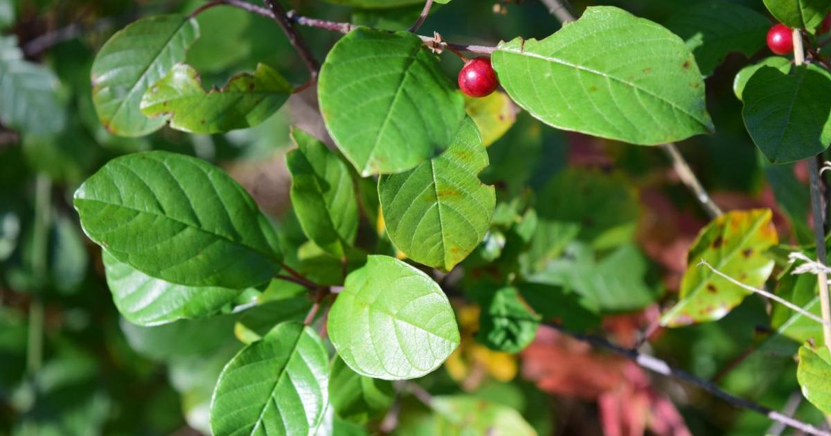 Invasive shrub removal continues in Acadia | News | mdislander.com