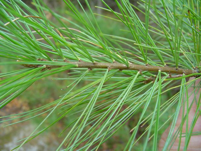 Meet the pine family | Nature | mdislander.com