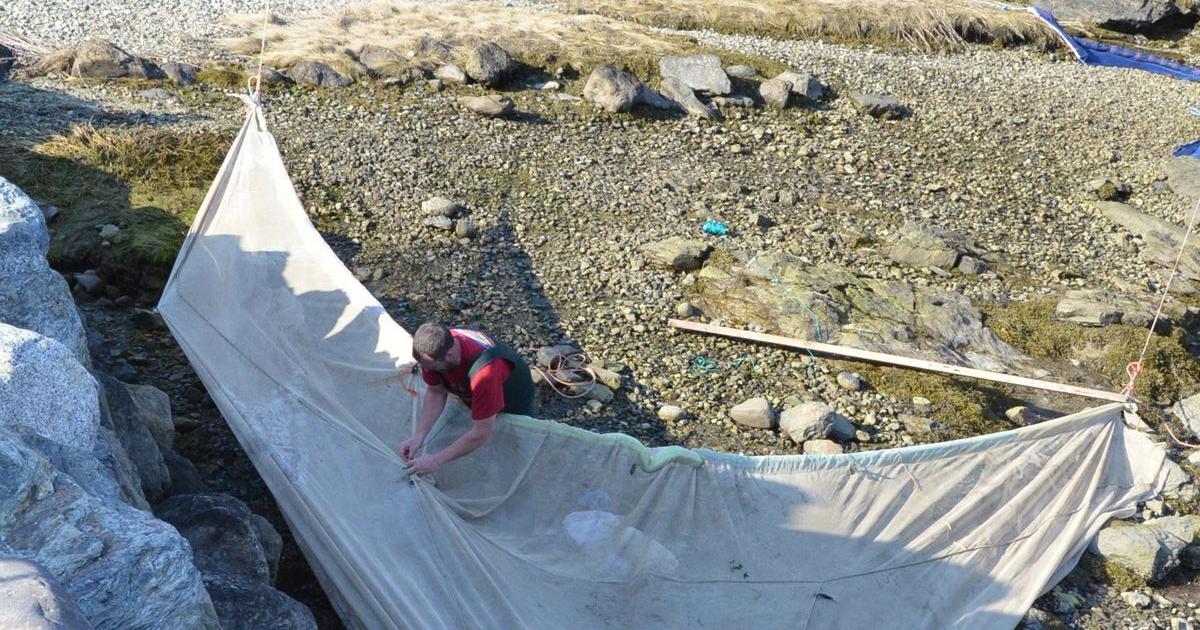 Maine's elver license lottery open until Feb. 20 | Maritime ...