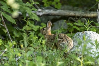 Hop to it! Report a rabbit | Announcements | mdislander.com