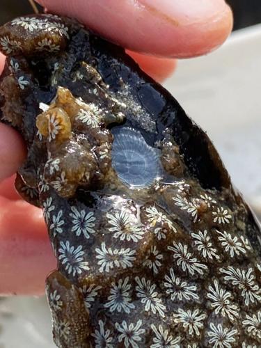 Tunicates turning up more along Maine’s coast | News | mdislander.com