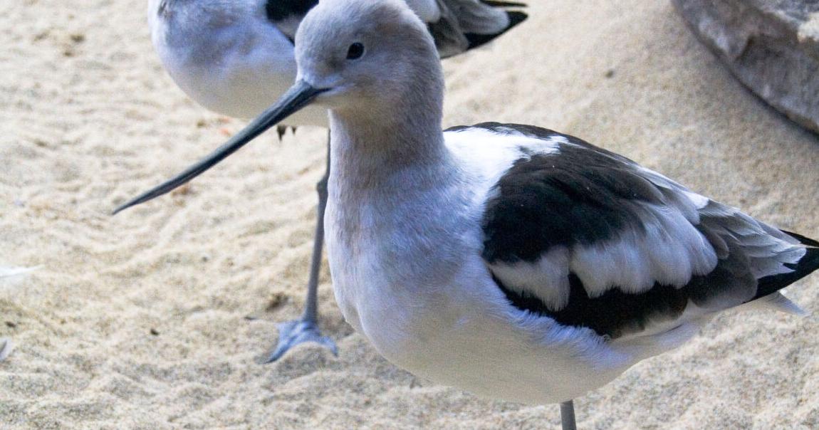 Join Bird Olympics at the Gilley | Entertainment | mdislander.com