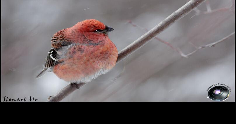 Kick off global bird count at the Gilley Feb. 17 | Entertainment ...