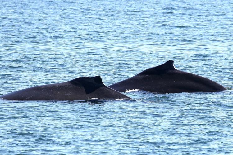 Whale watch tours bring plight of endangered marine mammals into focus ...