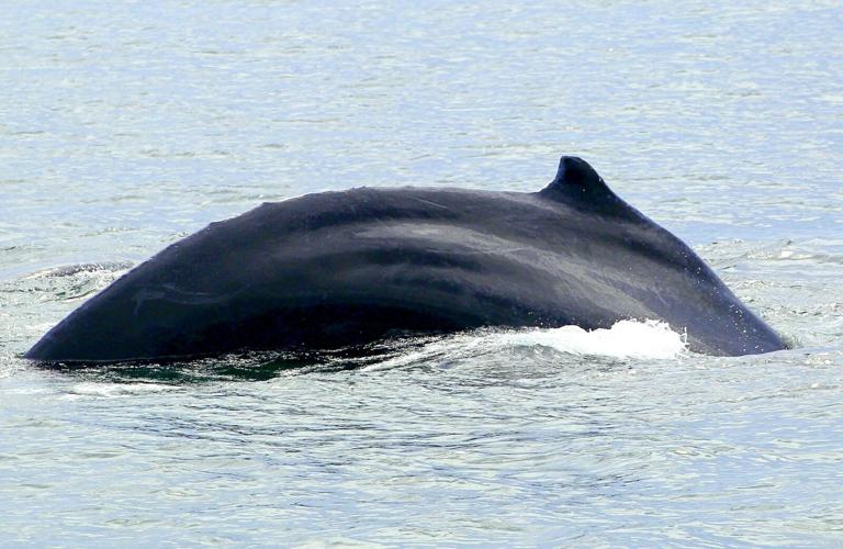 Whale watch tours bring plight of endangered marine mammals into focus ...