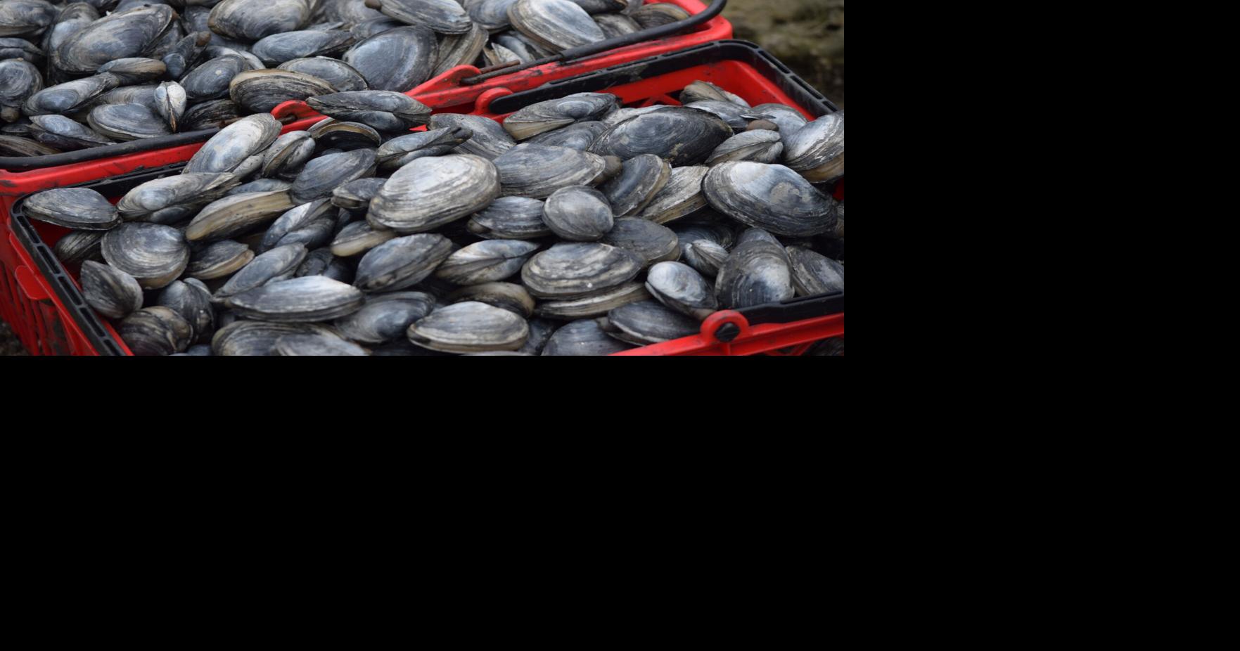 DMR offers shellfish conservation warden training | Maritime ...