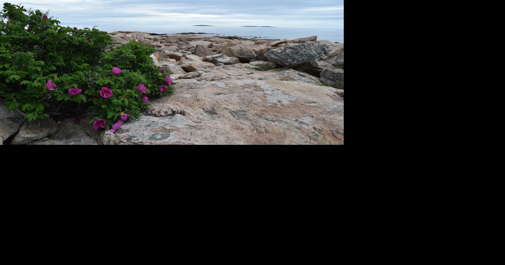 Rugosa Ship Harbor Trail | | mdislander.com