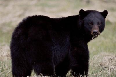 Acadia’s amazing animal adaptations | Arts & Living | mdislander.com