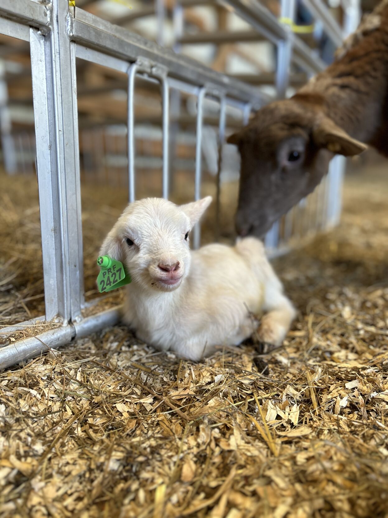 Meet the lambs at Rockefeller farm | Lifestyle | mdislander.com