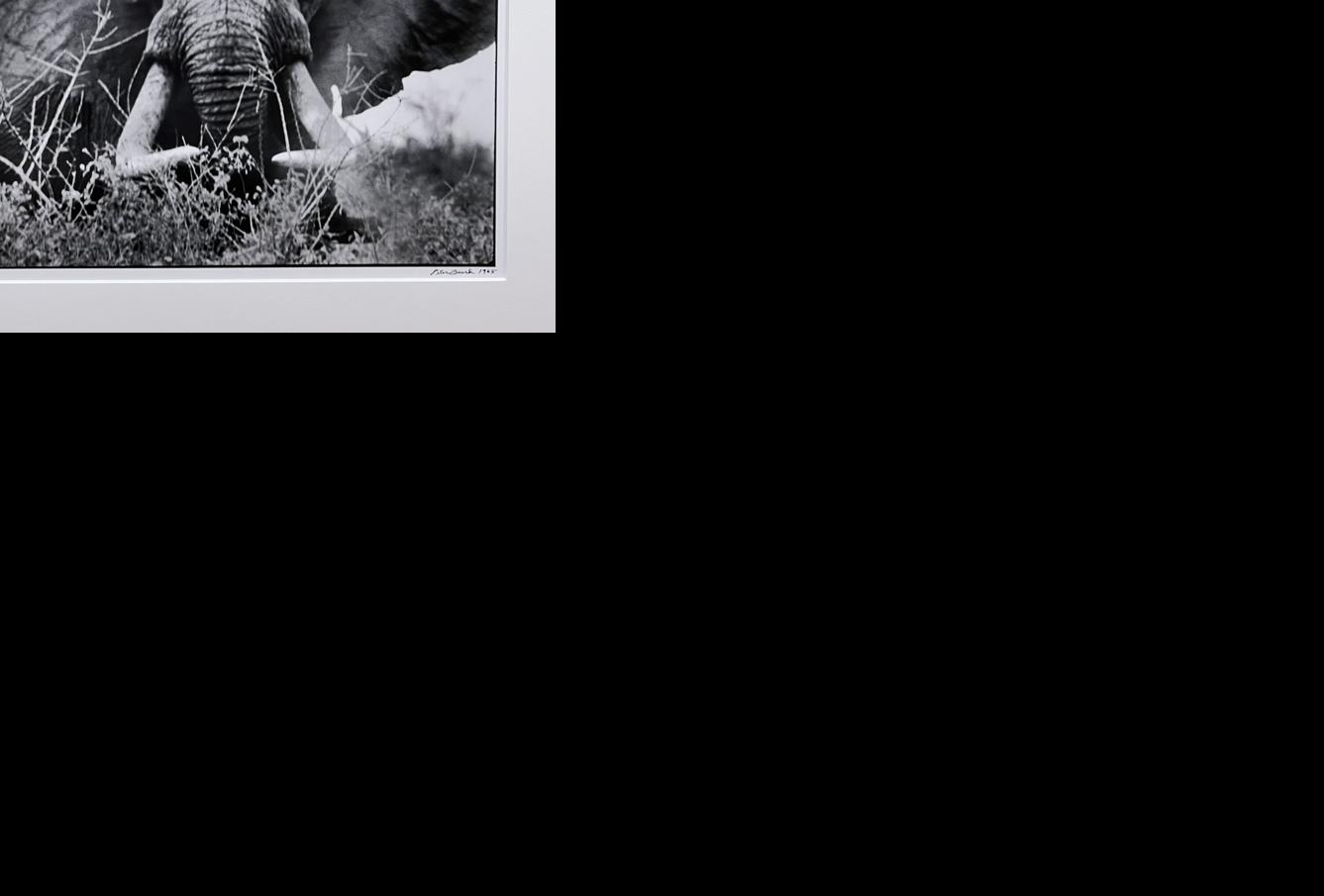 New Gilley exhibit celebrates, eulogizes African elephants | Arts ...