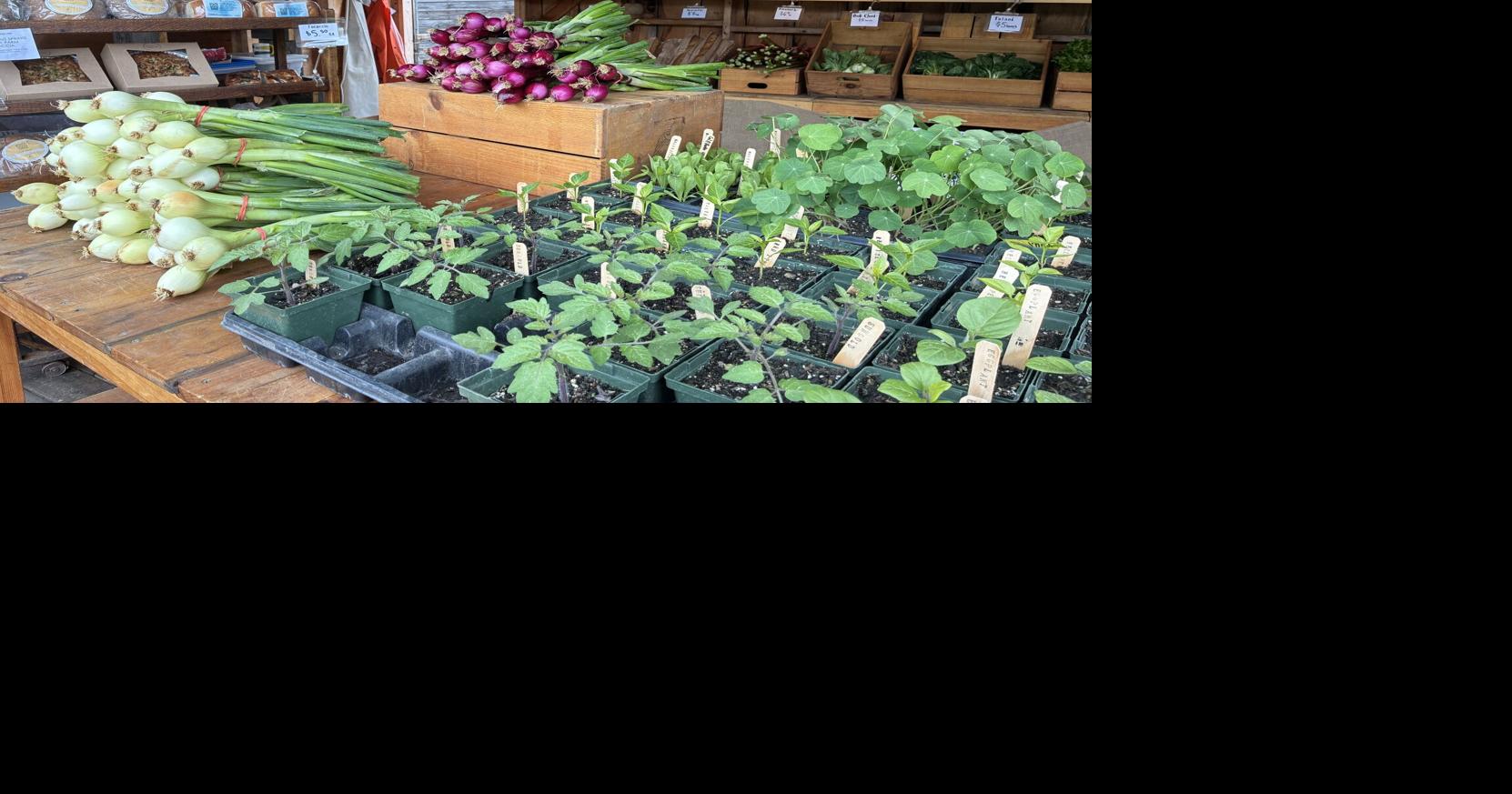 Triple Chick Farm opens farmstand with produce and flowers | News ...