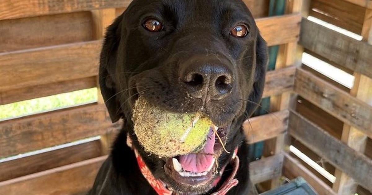 Kind gesture raises over $11K for SPCA | News | mdislander.com