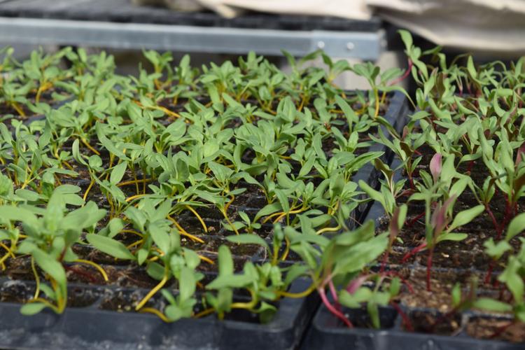 Beech Hill Farm preps for a busy season | Food | mdislander.com