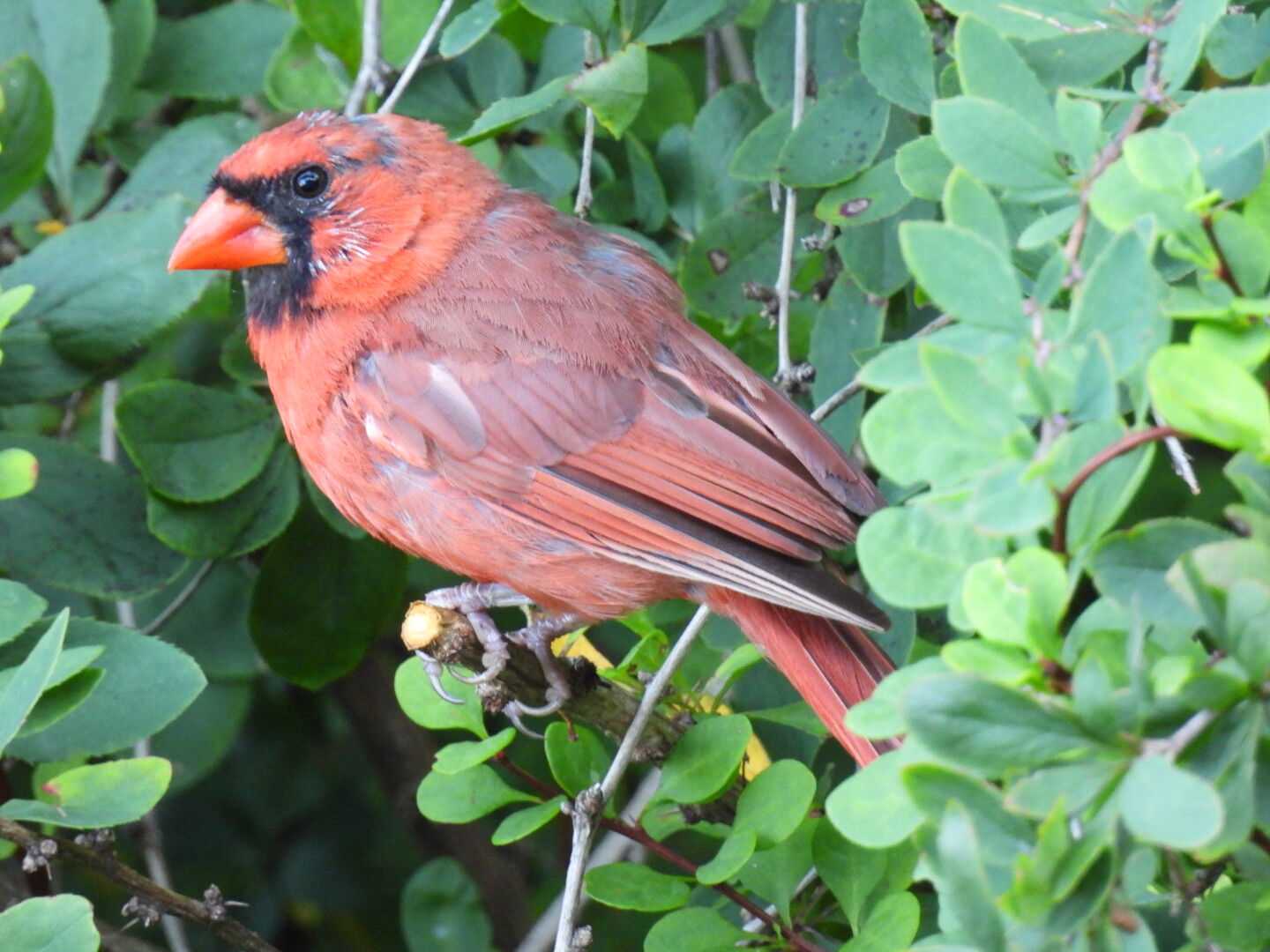 Never fear the funny looking birds, 'tis molting season | Nature ...