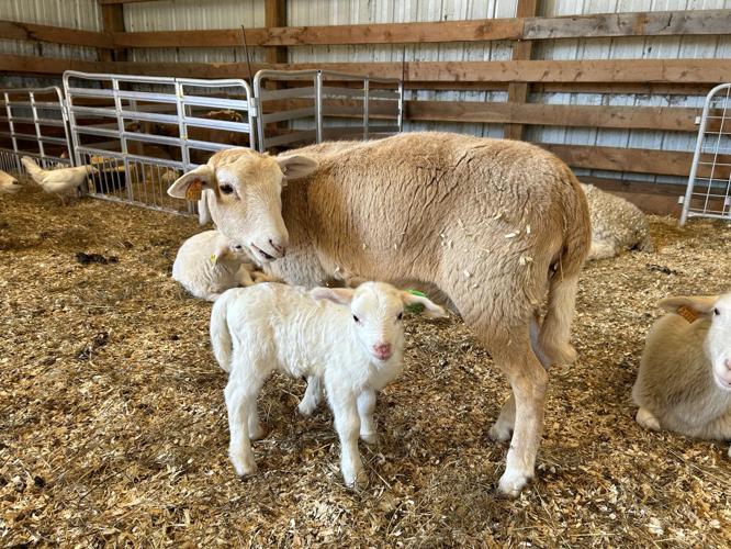 Meet the lambs at Rockefeller farm | Lifestyle | mdislander.com