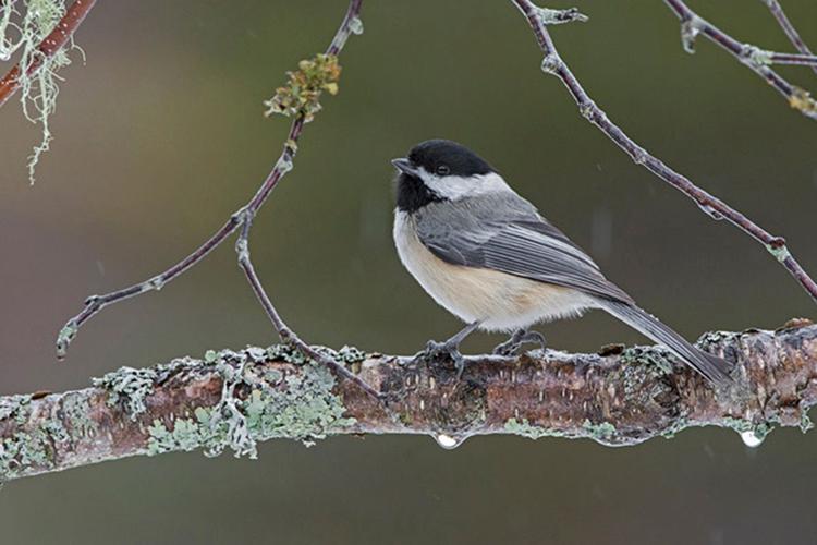 Paintings, photography on display at Jesup in July | Arts & Living ...