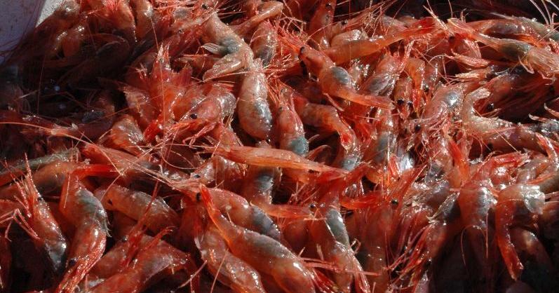 Northern shrimp stock at lowest level since 1984 | Maritime ...