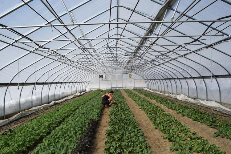 Beech Hill Farm preps for a busy season | Food | mdislander.com