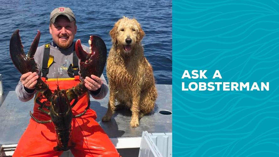 TikTok used to market lobster to a wider audience | Maritime ...