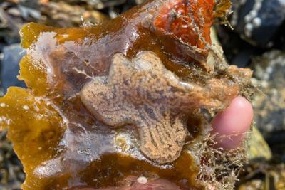 Tunicates turning up more along Maine’s coast | News | mdislander.com