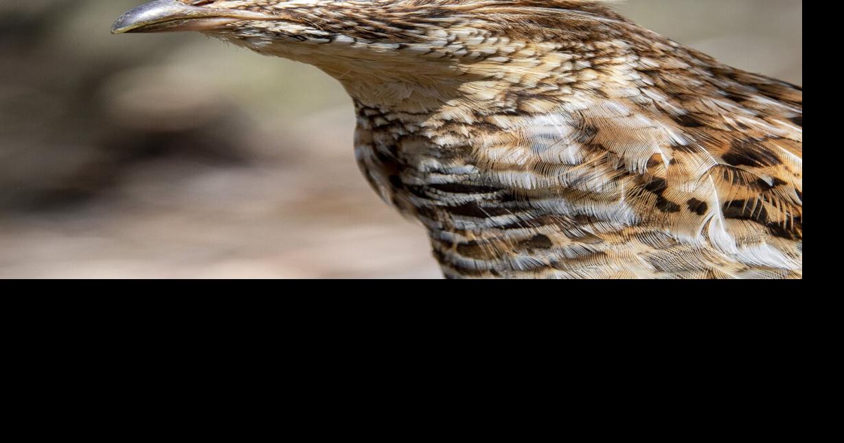 ‘Good numbers’: Fall grouse outlook is looking up | Outdoors in Maine ...