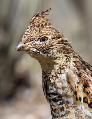 ‘Good numbers’: Fall grouse outlook is looking up | Outdoors in Maine ...
