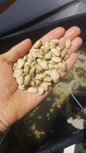 How do your clam flats grow? Project to boost clam numbers underway ...