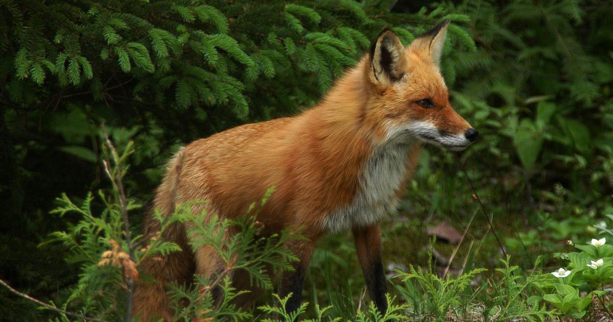 Nature | Nature | mdislander.com