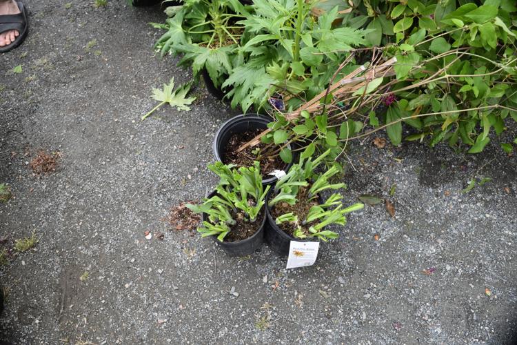 Unexpected visitors damage Seawall garden center | Environment ...