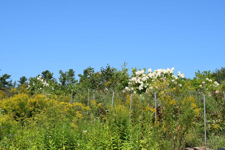 A look at Triple Chick Farm | Environment | mdislander.com