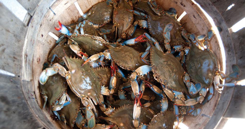 Blue crab population increasing in Gulf of Maine | Maritime ...