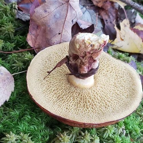 Go on a foraging adventure with Flora Funga Farms | Entertainment ...