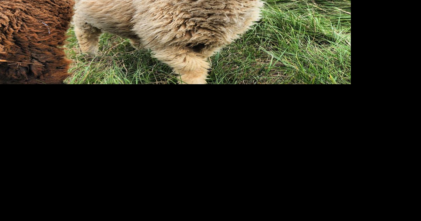 Leap into spring at COA Peggy Rockefeller Farm | Entertainment ...