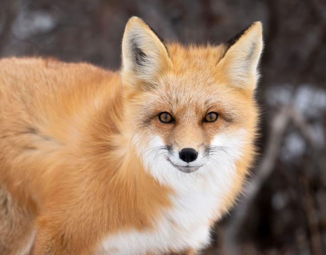 Indiana man captures bear, wildlife images in faraway places | News ...