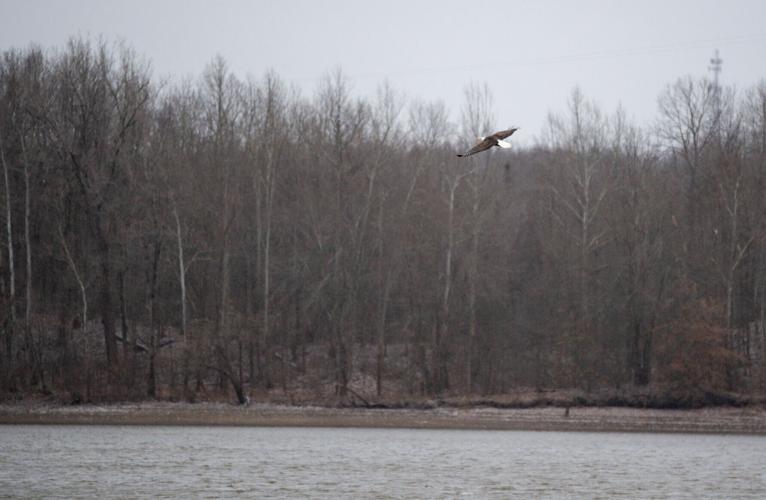 Eagle fest brings out hundreds to Shenango River dam | News ...