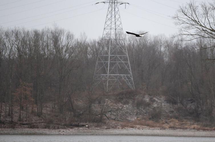 Eagle fest brings out hundreds to Shenango River dam | News ...