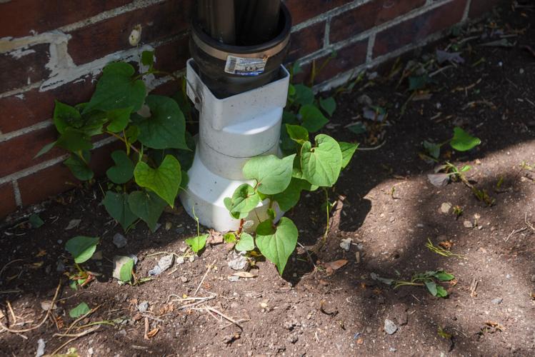 Library addresses invasive plants, drainage issues | News ...