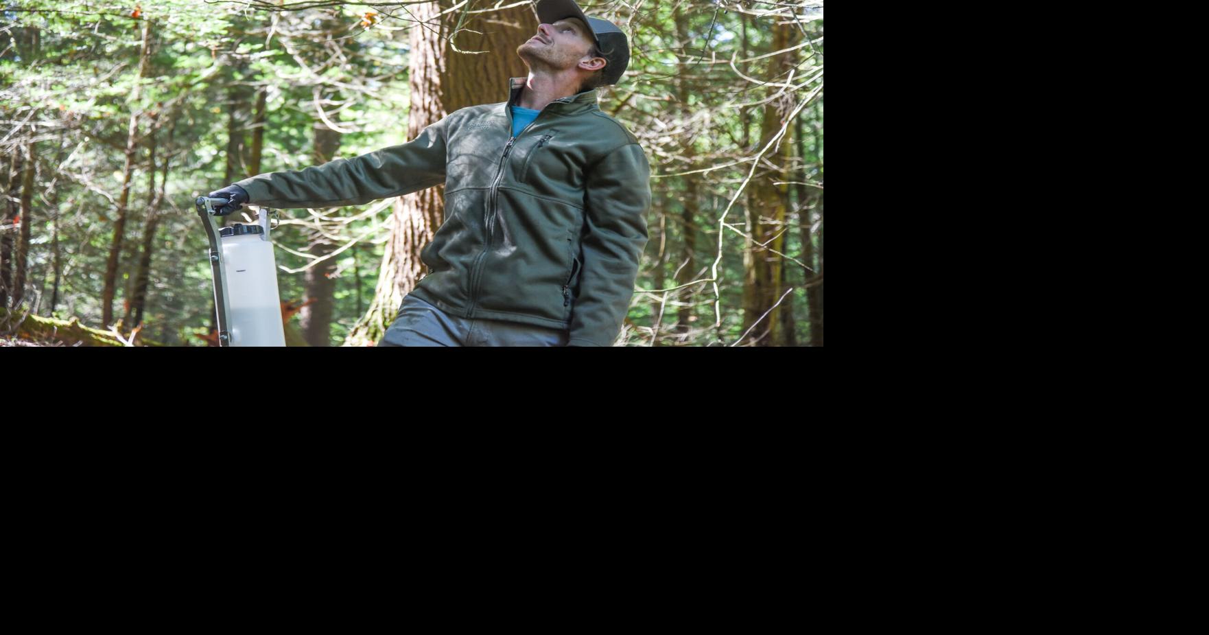 Protecting Greendale Cemetery's hemlock trees from deadly infestation ...